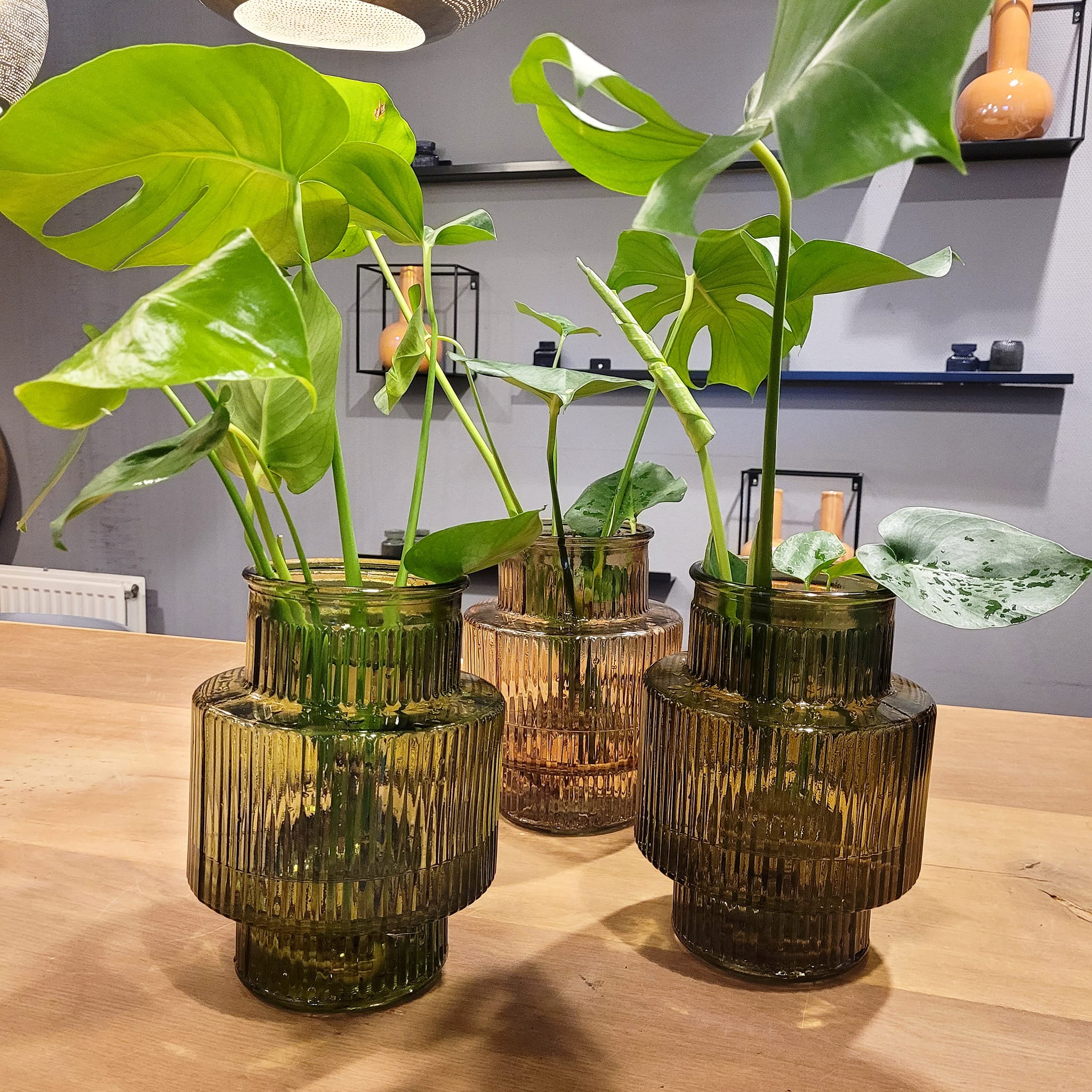 MONSTERA - Floral Queen