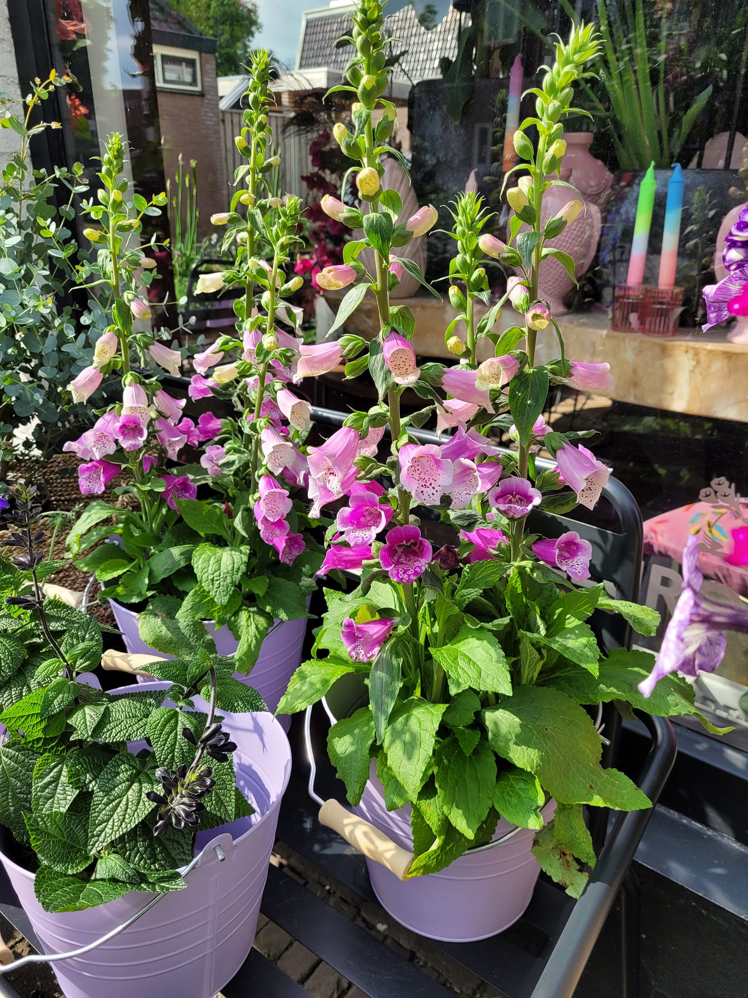DIGITALIS - Floral Queen