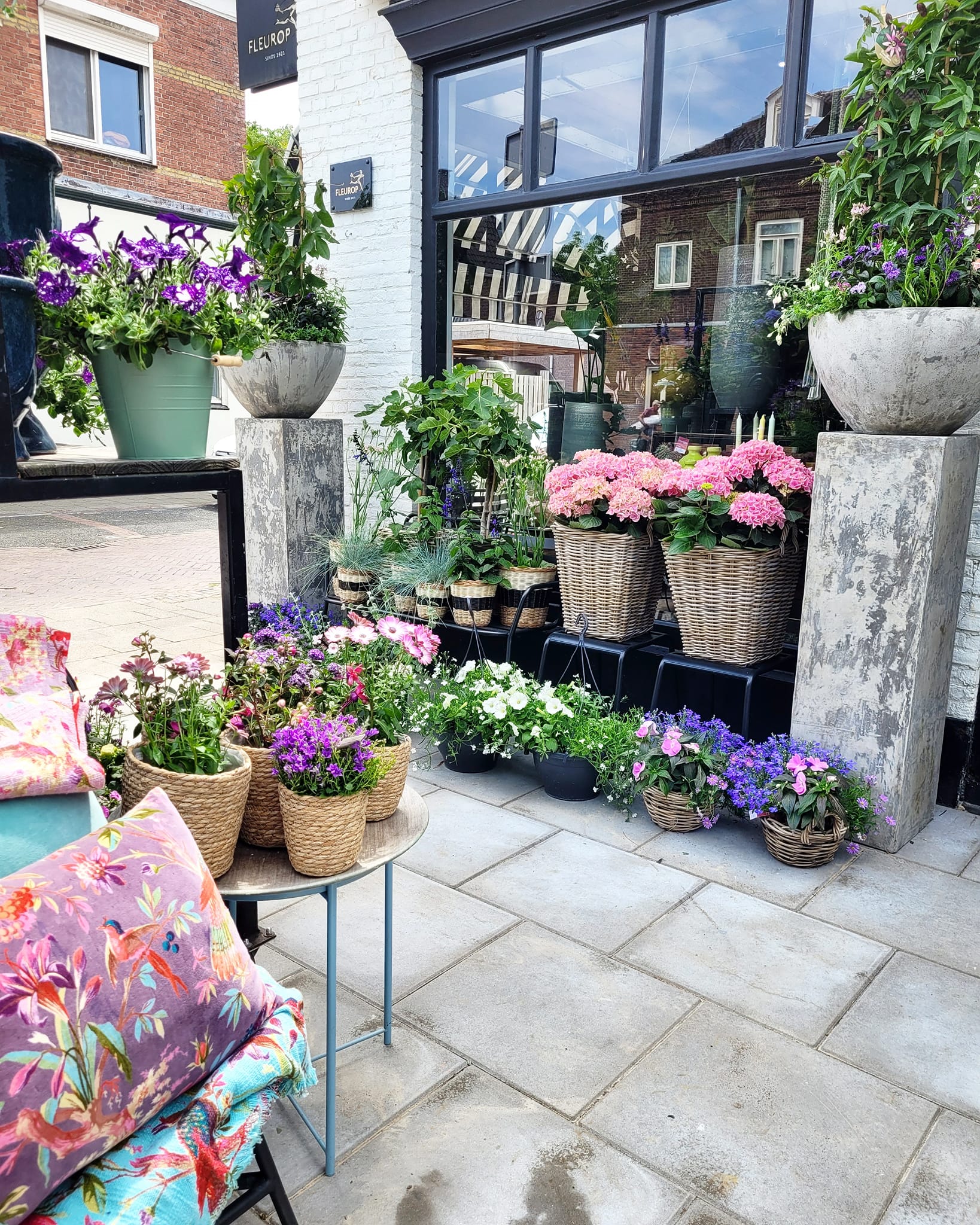 BUITENPLANTEN - Floral Queen